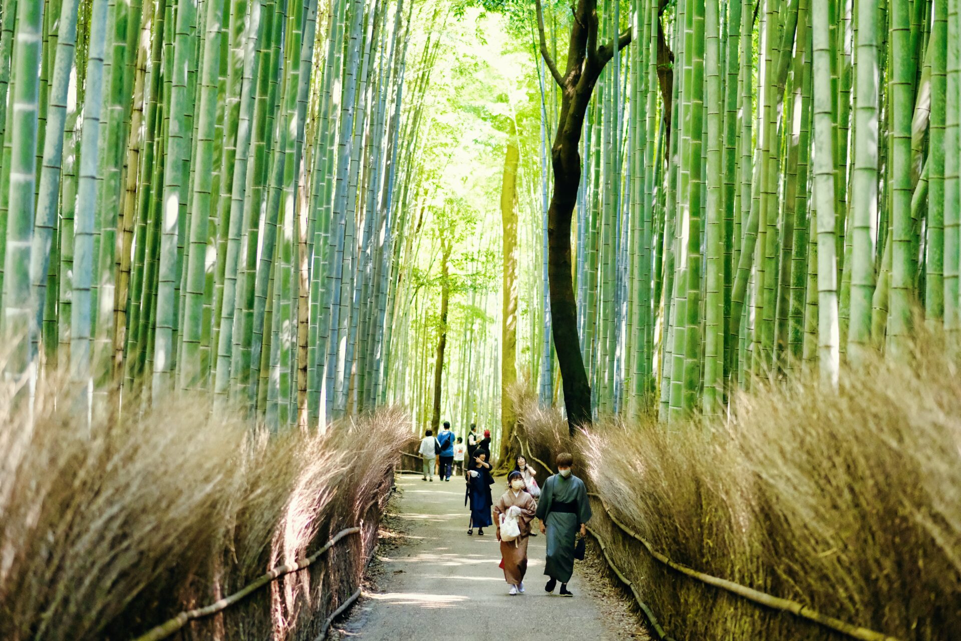 Arashiyama Bambuswald - JapanTravel