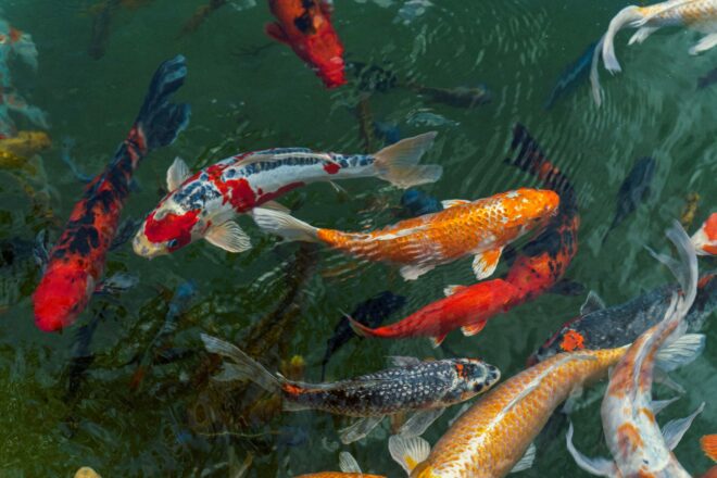 Koi-Karpfen - JapanTravel